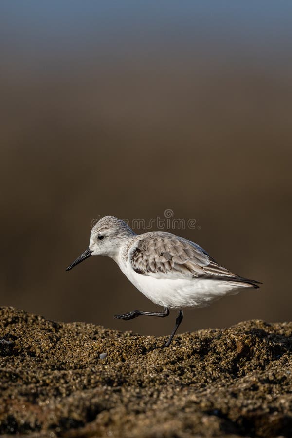 Sanderling, Calidris Alba. a Common Shorebird Stock Photo - Image of ...