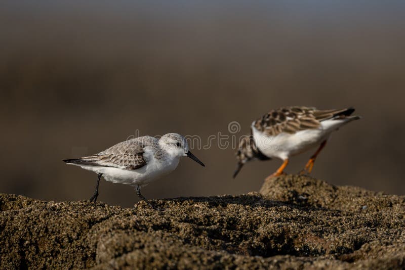 Sanderling, Calidris Alba. a Common Shorebird Stock Photo - Image of ...