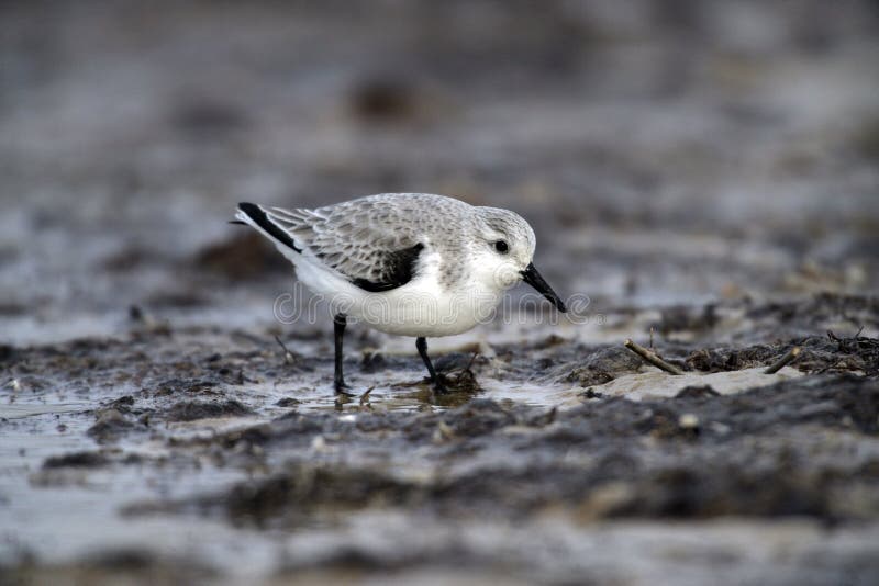 Sanderling, Calidris alba stock photo. Image of wildlife - 34916736