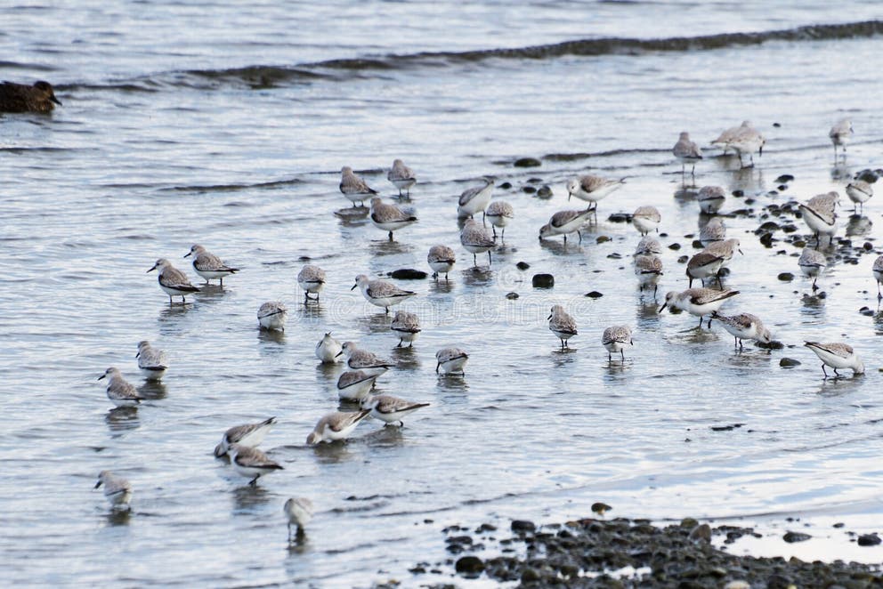Sanderling stock image. Image of vancouver, canada, sanderling - 63181827