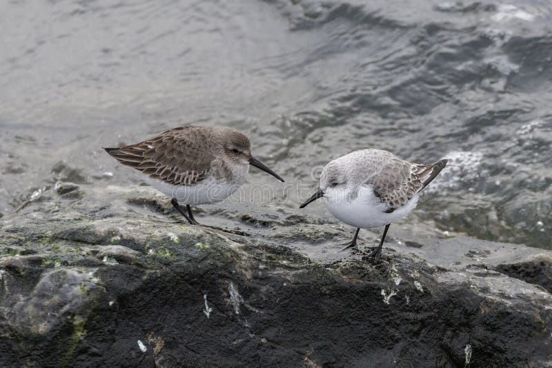 Sanderling and Dunlin Shorebird Stock Photo - Image of america, dunlin ...