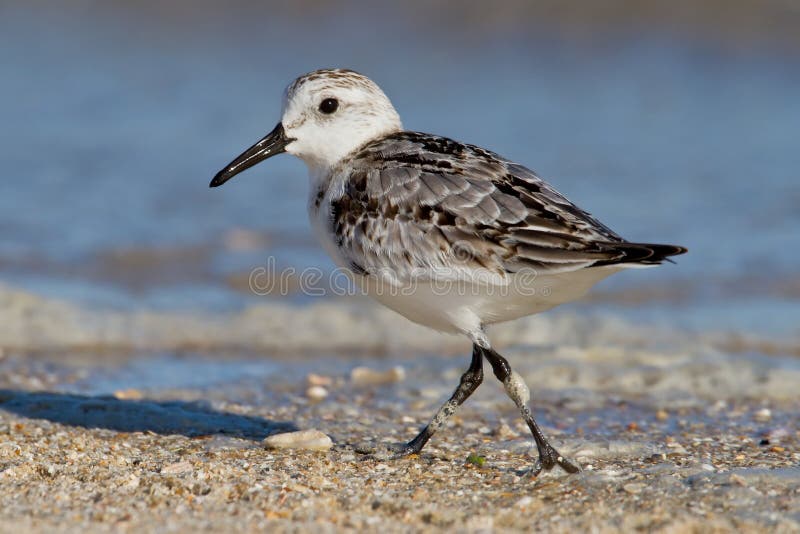 Sanderling (Erolia alba) stock photo. Image of sandpiper - 21613028