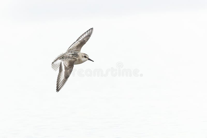 A Sanderling in Flight during Fall Migration on the Beach. Stock Photo ...