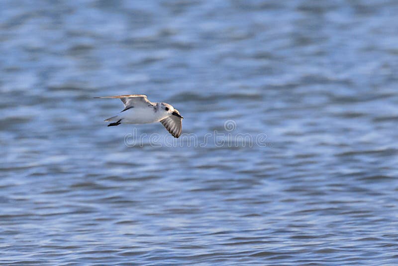 Sanderling in Flight stock photo. Image of nature, summer - 219870492