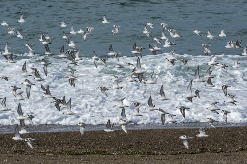 Sanderling, Flock in Flight, Stock Photo - Image of madryn, four: 229718462