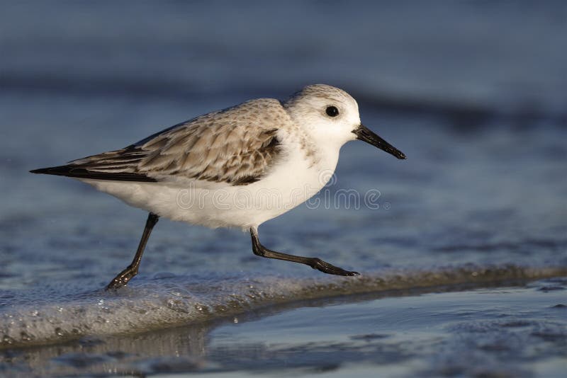Sanderling Running Along a Georgia Beach in Winter Stock Image - Image ...