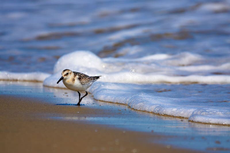 Sanderling Running Away from a Wave at the Shore Stock Image - Image of ...