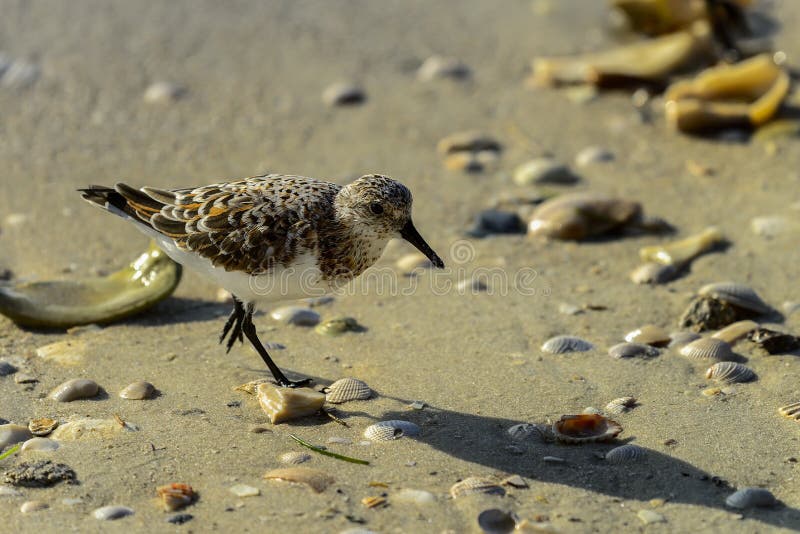 Sanderling stock photo. Image of sand, life, running - 41099324