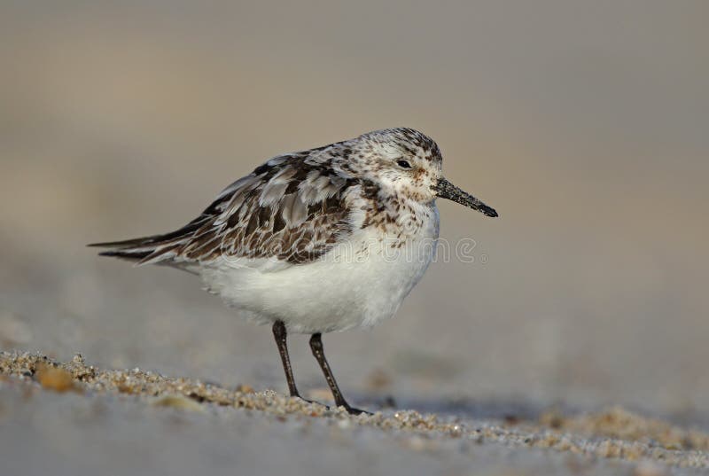 Sanderling stock photo. Image of ornithology, coastal - 248797482