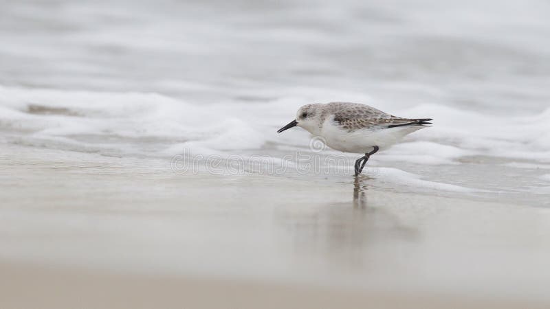 Sanderling on the shore stock photo. Image of beach, nature - 46900314