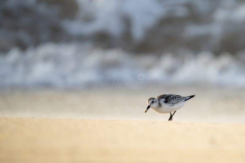Sanderling on the shore. stock photo. Image of telephoto - 338364372