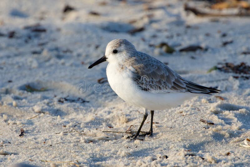 Sanderling, a Small Sandpiper, Searches the Beach for Food. Stock Photo ...