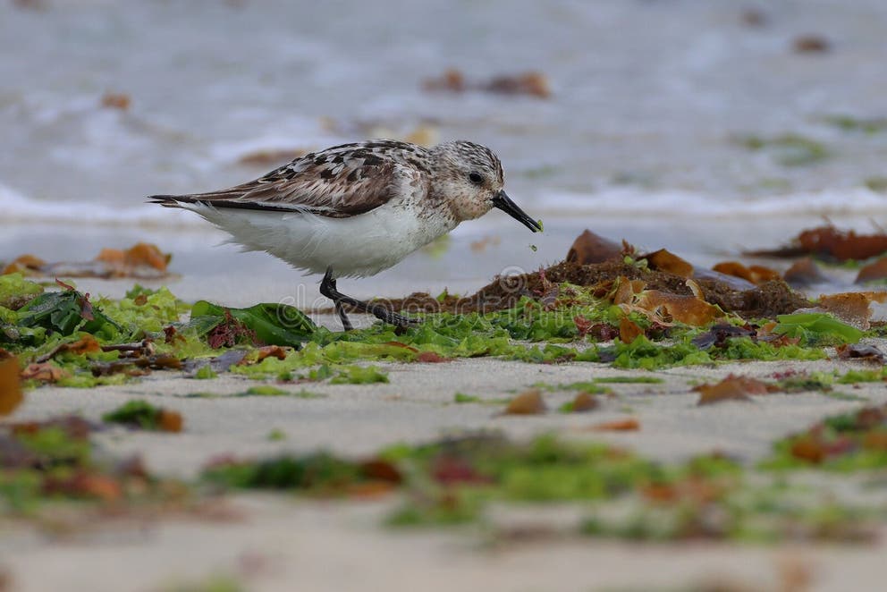 Sanderling with a Thin Beak Stands on a Sandy Beach, Head Tilted Down ...