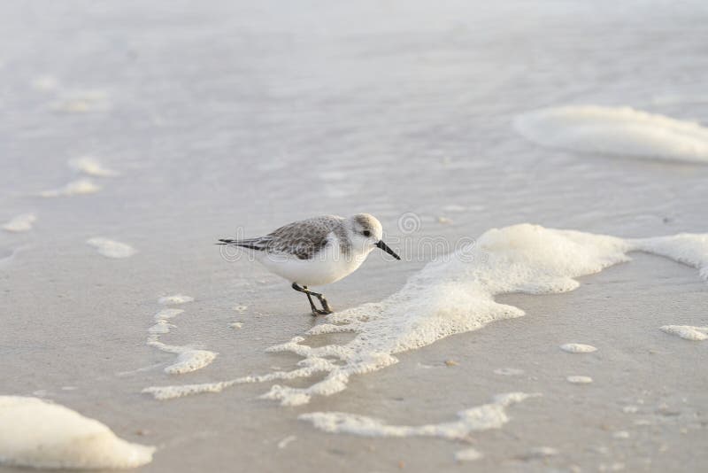 Sanderling Walking on Foamy Beach Stock Image - Image of surf ...