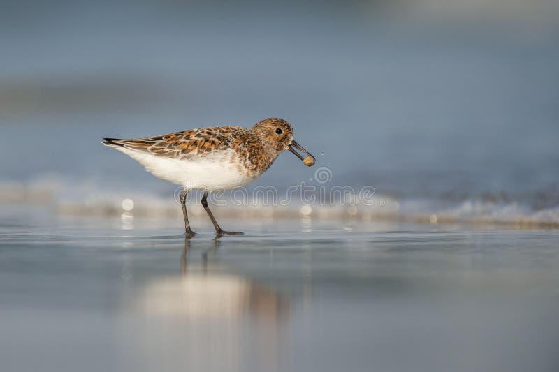 Sanderling on a Wet Sandy Beach in the Bright Sun with Its Reflection ...