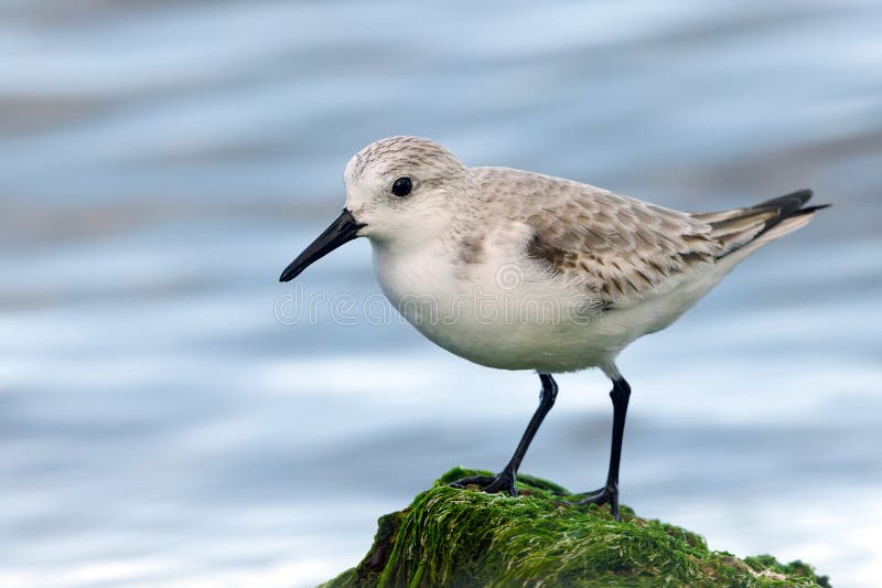 Sanderling in Wither Plumage - Florida Stock Image - Image of states ...