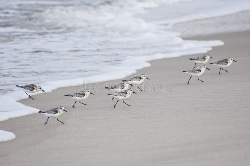 Sanderlings stock image. Image of wild, sanderling, calidris - 50838339