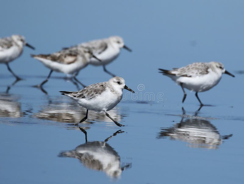 Sanderlings Running stock photo. Image of sanderlings - 109969778