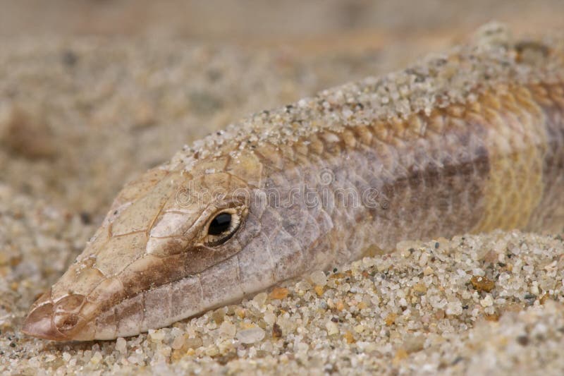 Desert Sandfish Scincus, Common Skink at the Erg Chebbi Sand Dunes in ...