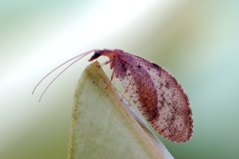 Sandfly or lacewings stock image. Image of animal, compound - 28598389