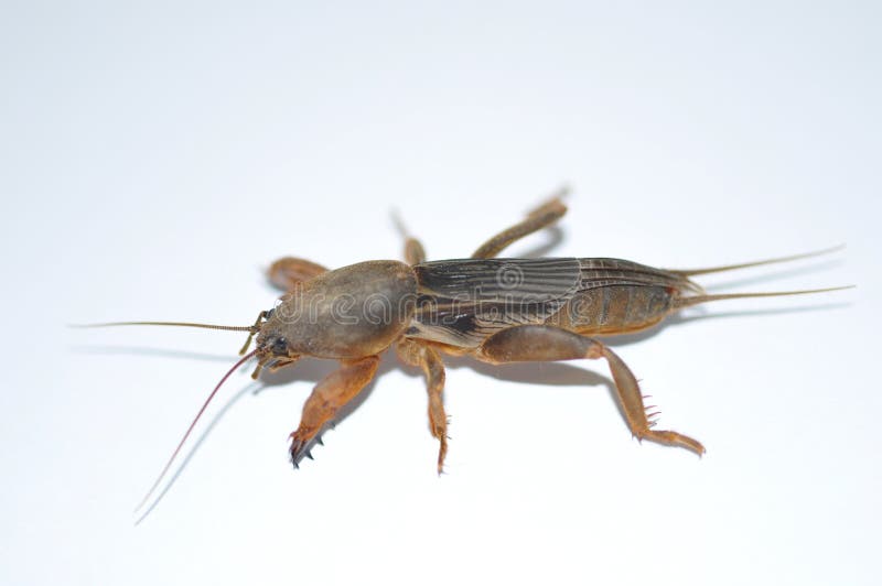 Sandgroper Grasshopper Locust Cricket Stock Image - Image of ...
