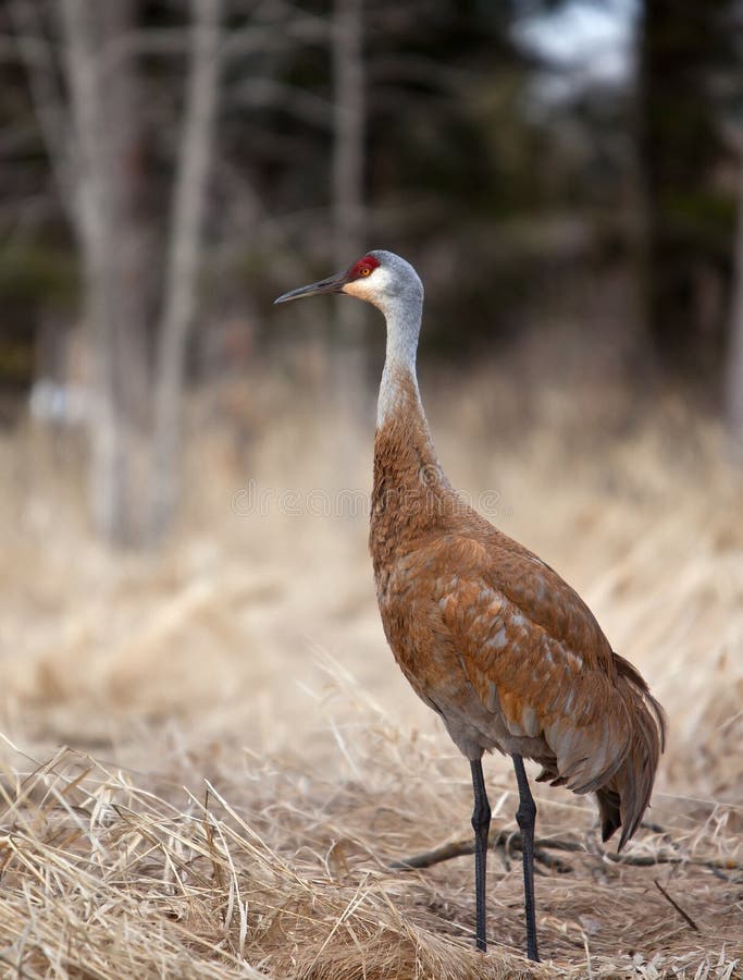 Sandhill crane stock photo. Image of sandhill, tall, legs - 23954124