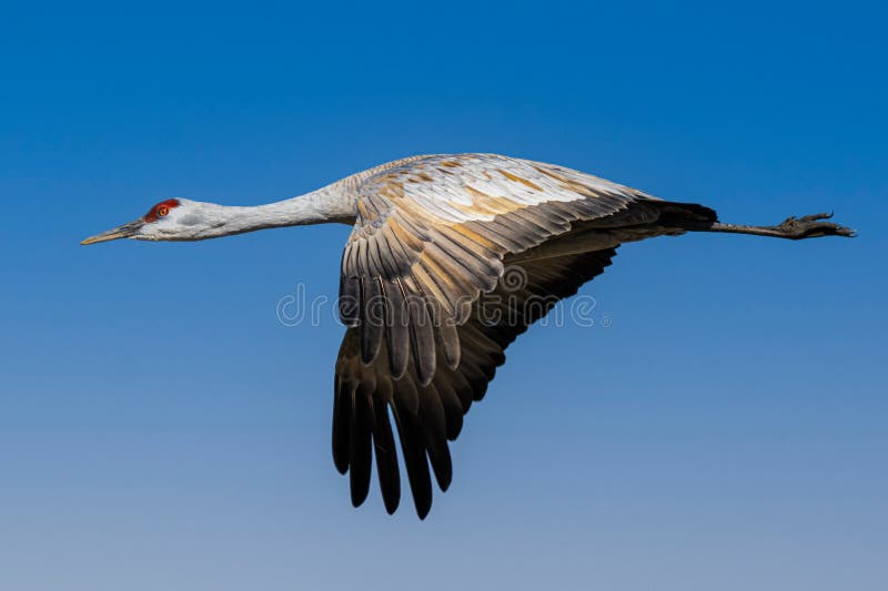 Sandhill Crane in Flight stock image. Image of dusk - 274416551