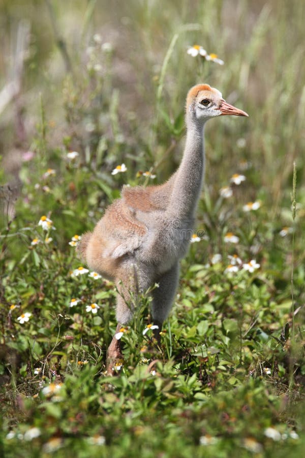 273 Baby Cranes Stock Photos - Free & Royalty-Free Stock Photos from ...