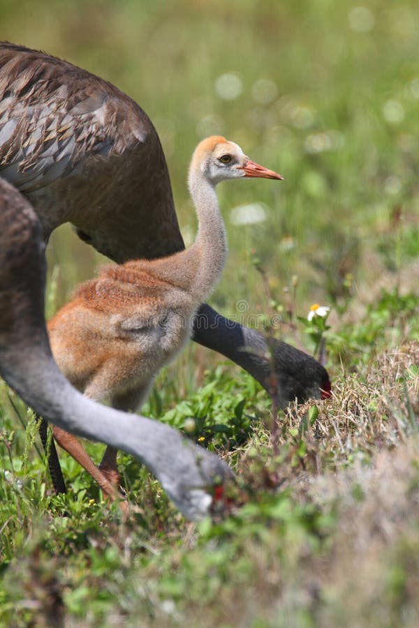 273 Baby Cranes Stock Photos - Free & Royalty-Free Stock Photos from ...