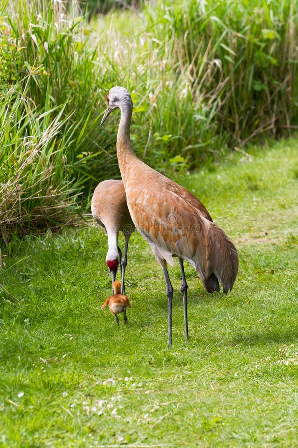 Sandhill Crane and Baby Chick Stock Photo - Image of green, wildlife ...