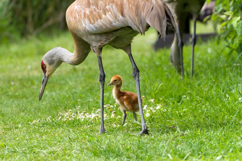 Sandhill Crane and Baby Chick Stock Photo - Image of pasture, sandhill ...