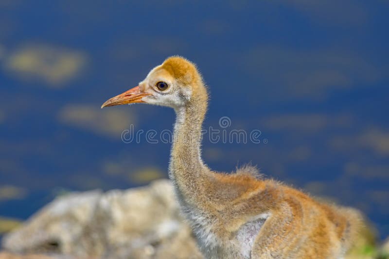 281 Baby Cranes Stock Photos - Free & Royalty-Free Stock Photos from ...