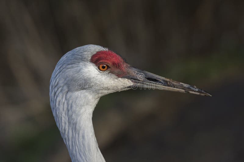 Sandhill crane bird stock photo. Image of columbia, crane - 171934434