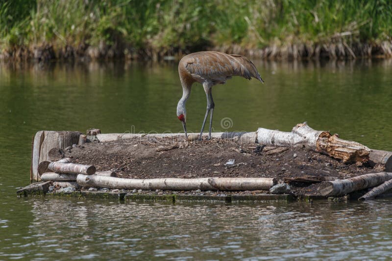 Sandhill crane bird stock photo. Image of wildlife, vancouver - 149004288