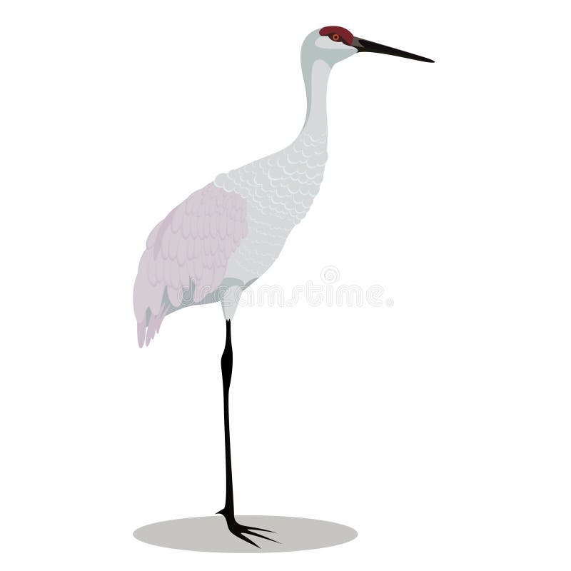 Sandhill Crane Silhouettes on Sunset, Vector. Minimalist Poster Design ...