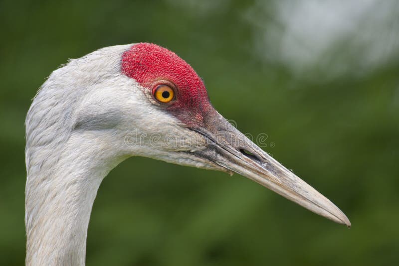 Sandhill crane close-up stock image. Image of redhead - 20729313