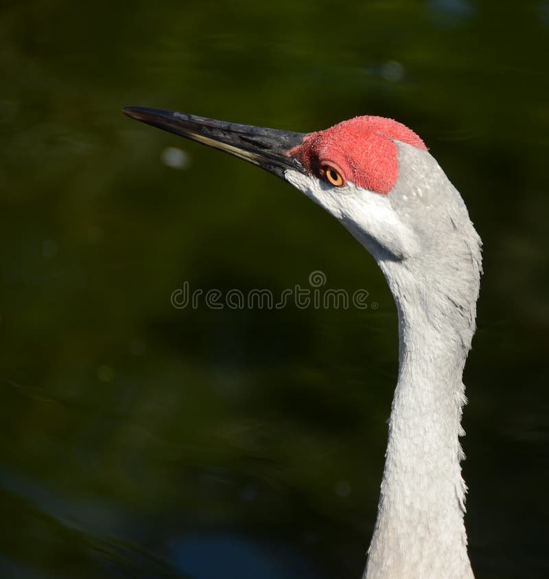 Sandhill crane stock image. Image of bird, closeup, head - 41429665