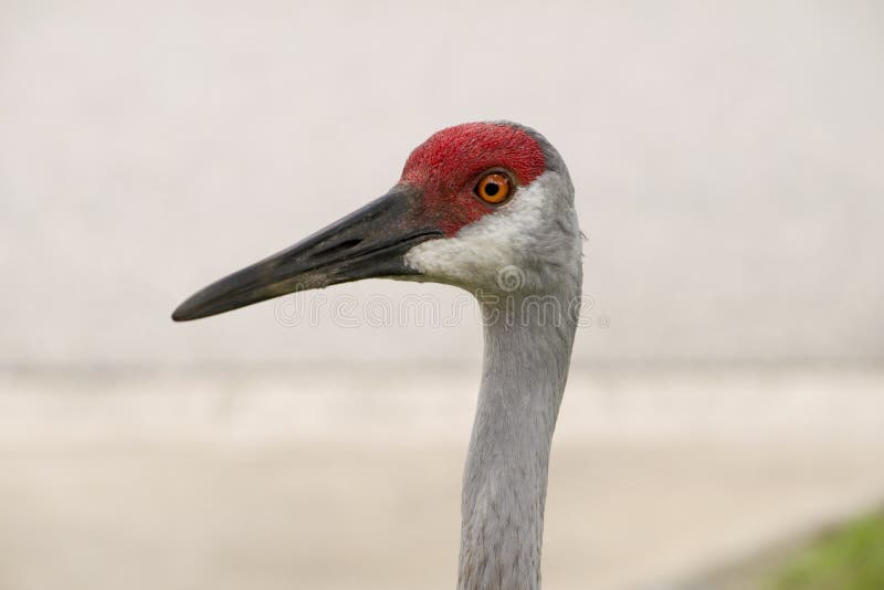 Sandhill Crane Closeup of Red Head Stock Photo - Image of camera, group ...