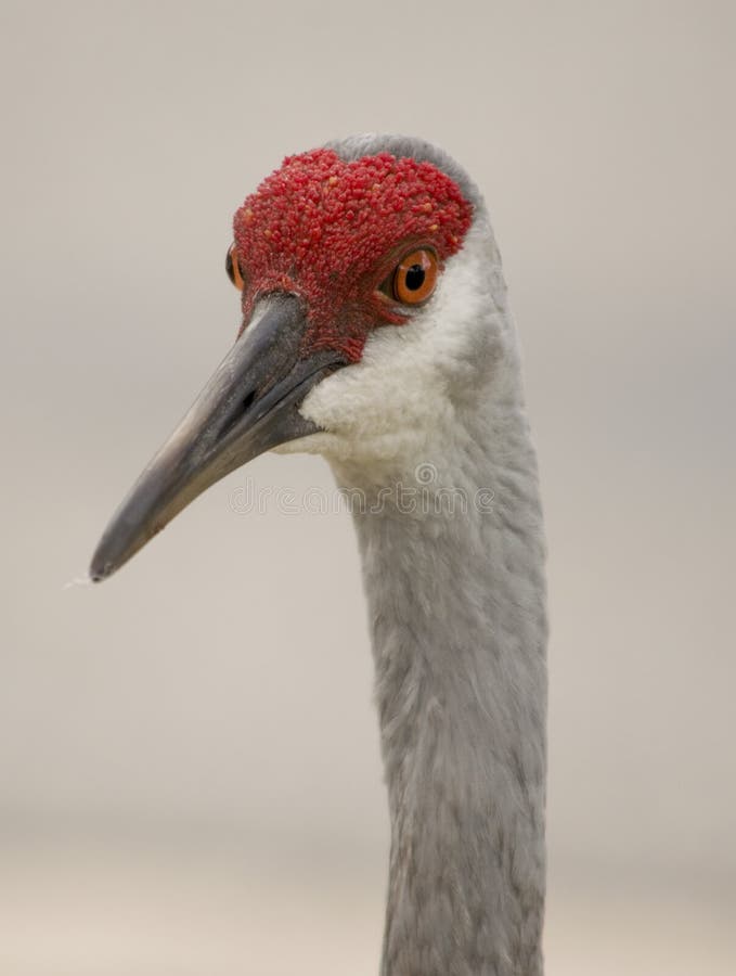 Sandhill Crane Closeup of Red Head Stock Photo - Image of canal, glare ...