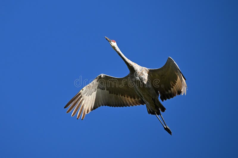 Sandhill Crane in Flight Overhead with Wings Spread Stock Photo - Image ...