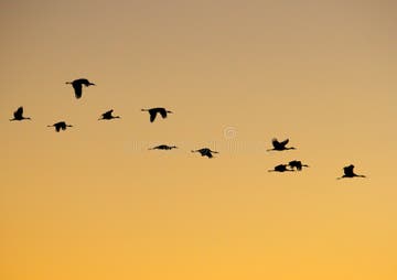 Sandhill Crane Flight Pattern Stock Image - Image of animals, mexico ...