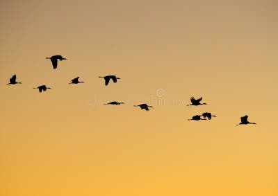 Sandhill Crane Flight Pattern Stock Image - Image of animals, mexico ...
