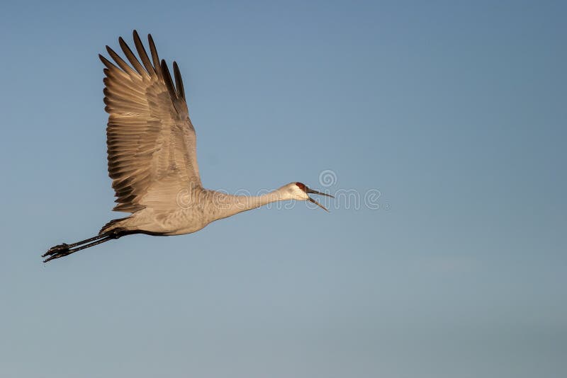 Sandhill Crane Flying with Open Beak with Blue Sky Background Stock ...
