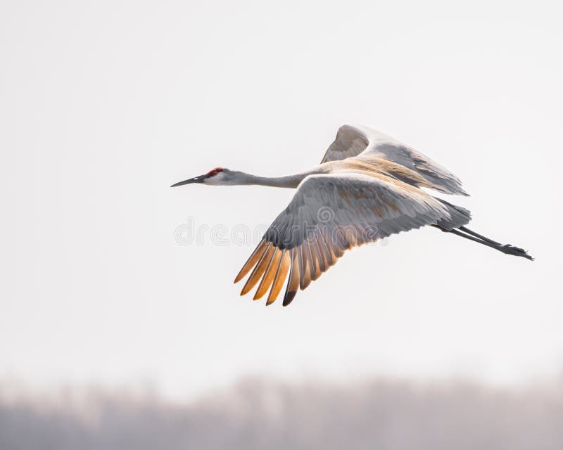 Sandhill Crane in Flight stock photo. Image of outdoors - 214580166