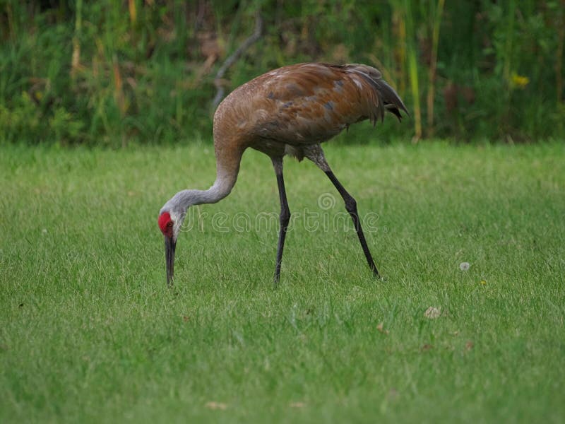 Sandhill Crane Foraging in Grass Stock Photo - Image of spring, crane ...