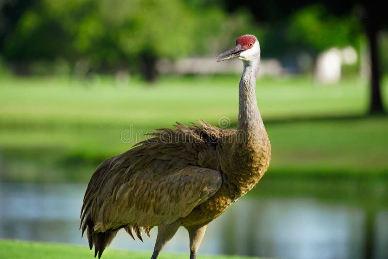 Sandhill Crane Looking at Camera Stock Image - Image of open, outdoors ...