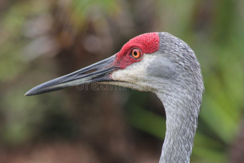 Sandhill crane stock image. Image of nature, head, flight - 58958909
