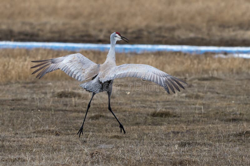 Sandhill Crane Mating Dance Stock Photo - Image of sandhill, wildlife ...