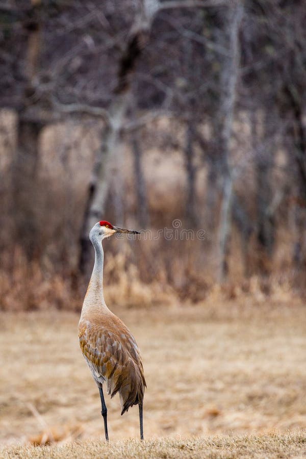 Sandhill Crane with Mud on the Beak from Digging for Food Stock Photo ...