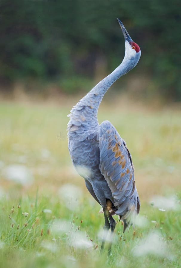 Sandhill Crane Field Elegant Bird Natural Habitat Stock Photos - Free ...